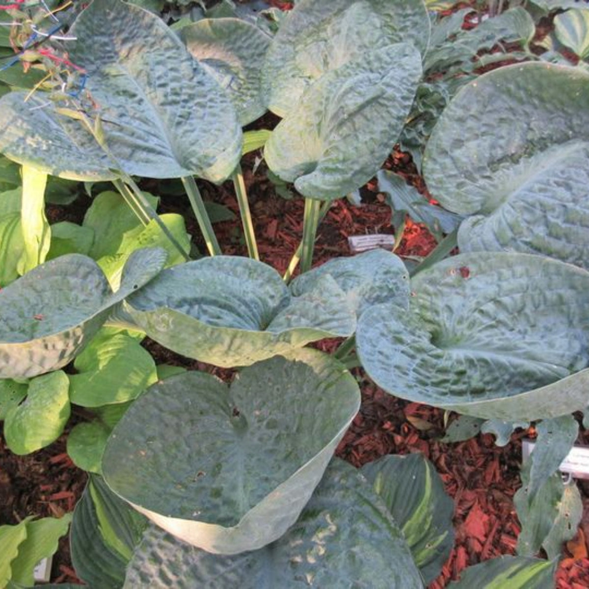 Around and Around Hosta - 4.5 Inch Container (NEW For 2024!) – NH Hostas