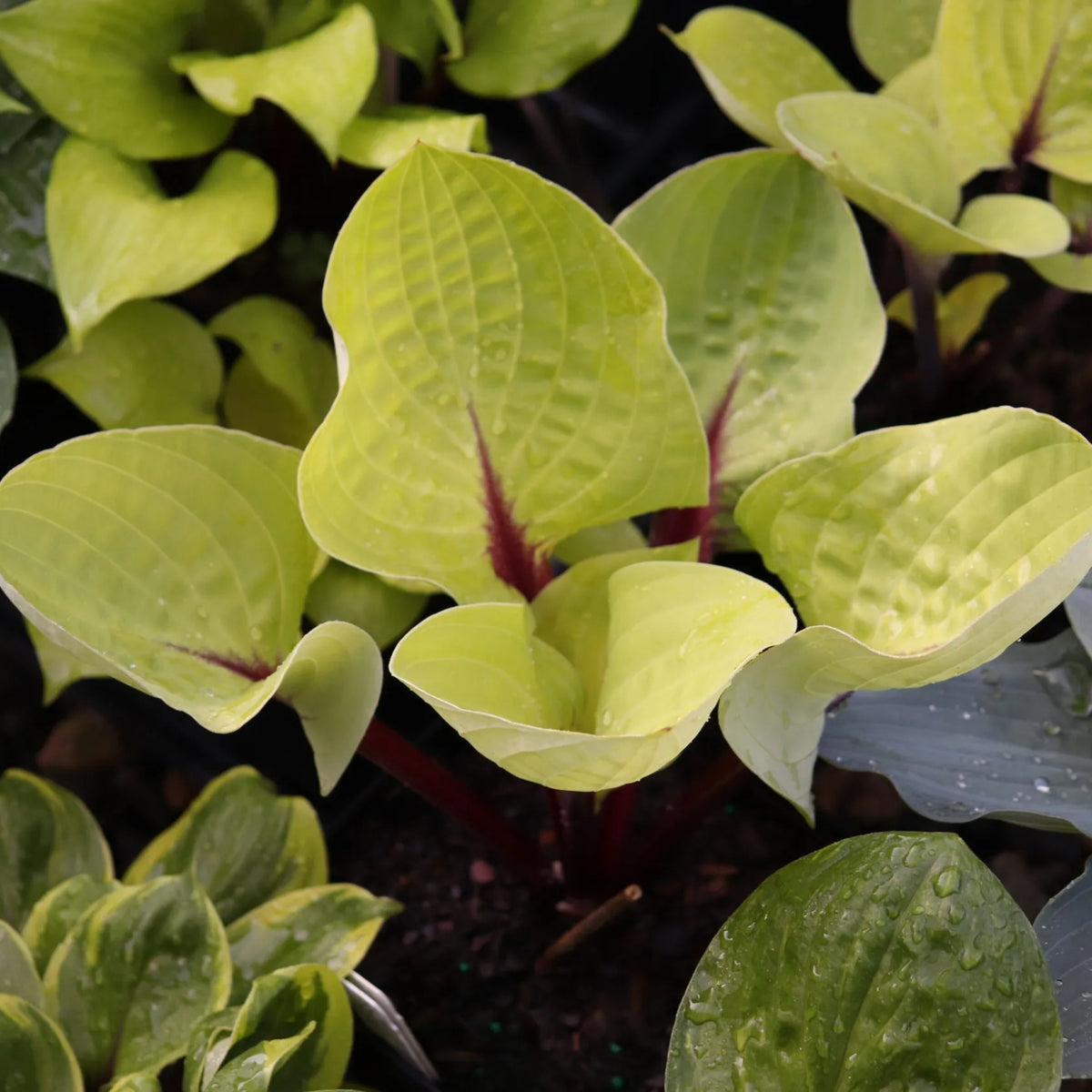 Ruby Earrings Hosta - Small Red Petiole Hosta – NH Hostas