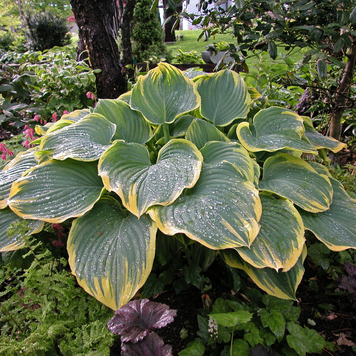 Buy Hostas For a Sunny Location - Sun Tolerant Hosta Plants – NH Hostas