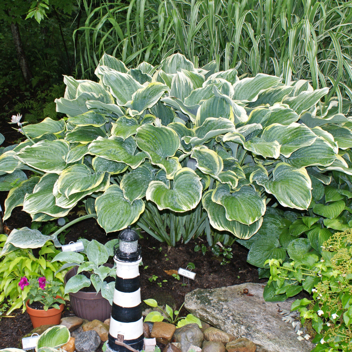 Sagae Hosta - Shade Perennial Giant Hosta Plant – NH Hostas