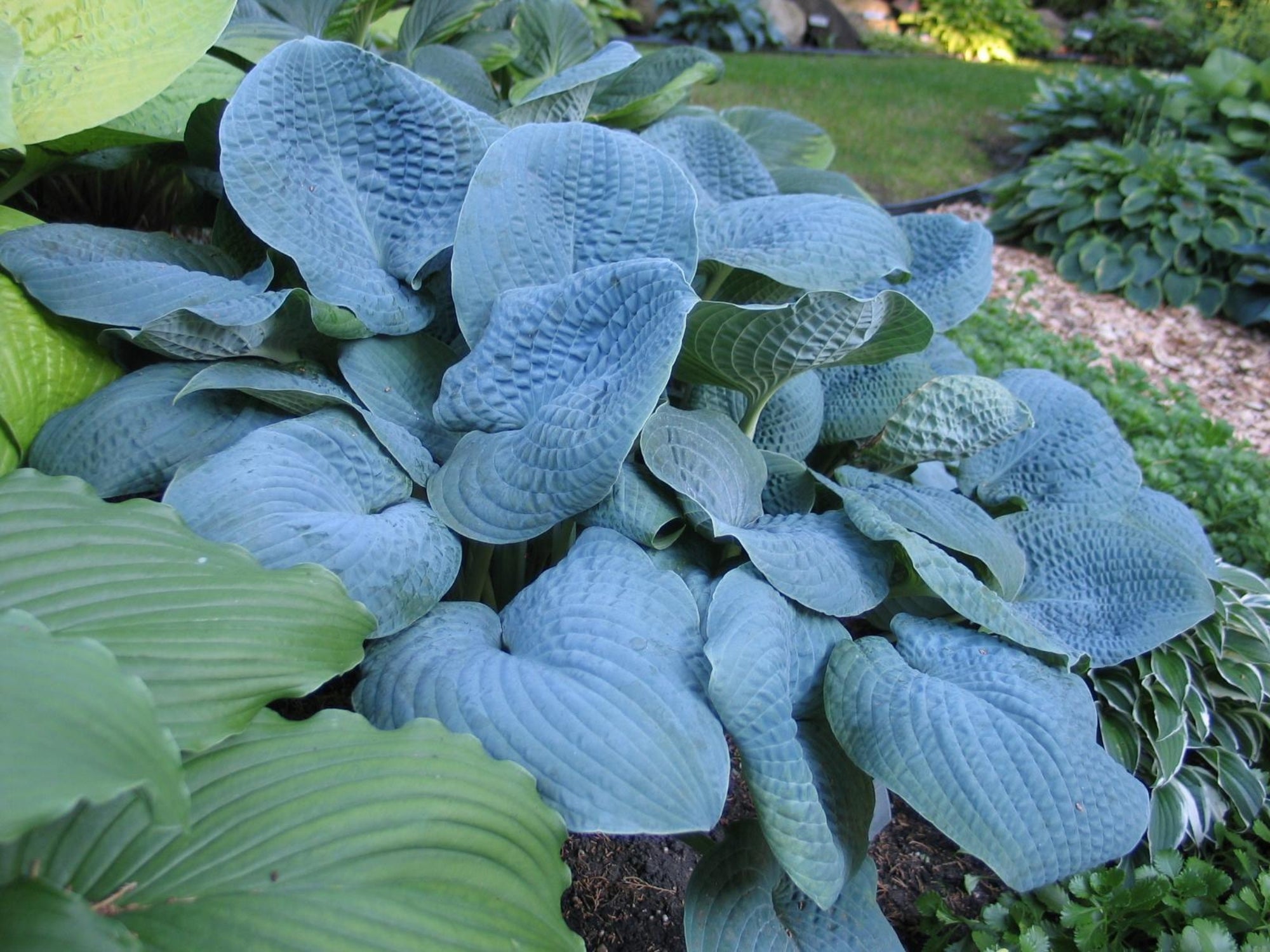 Buy Blue Hostas - Give Your Garden True Blue Colors – NH Hostas