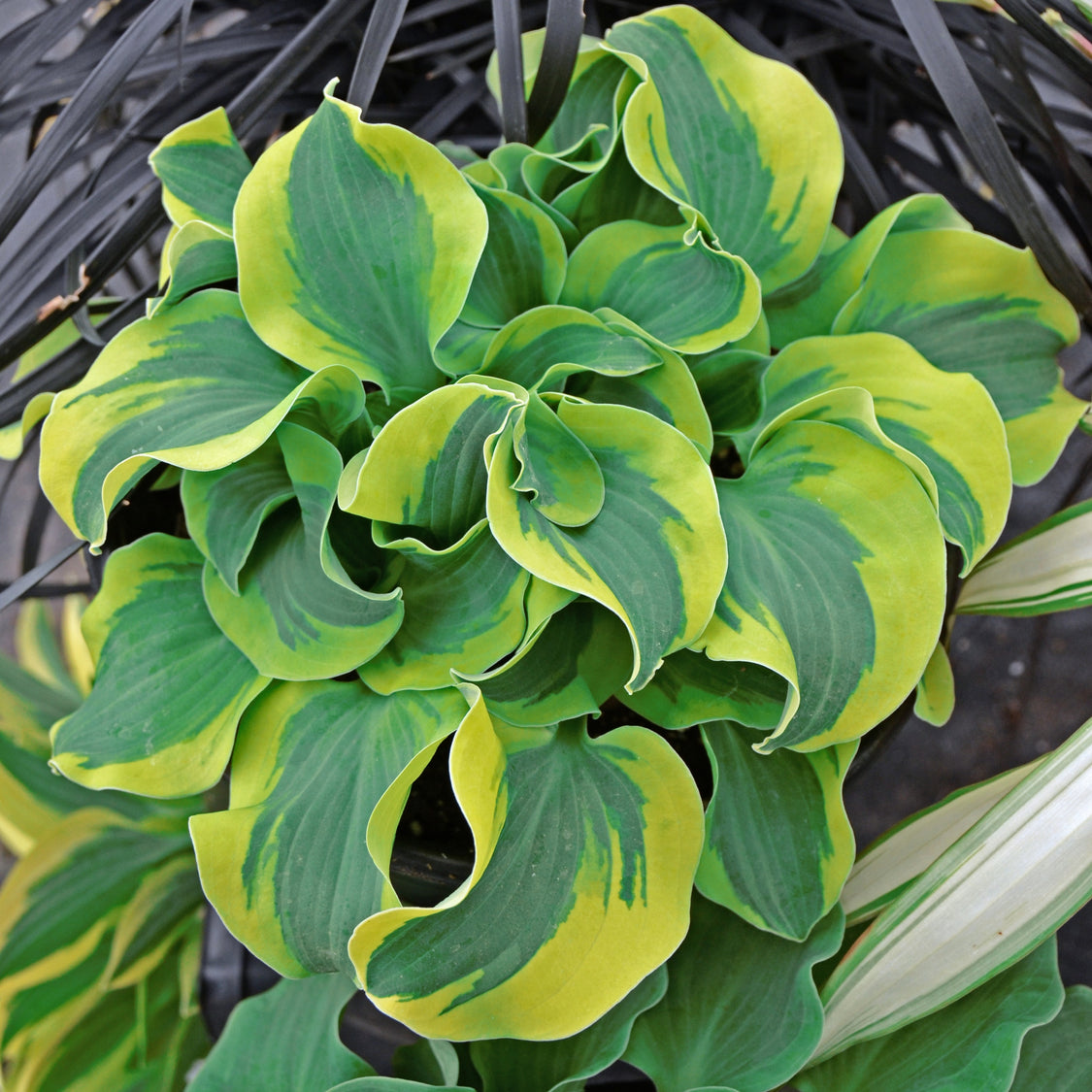 Buy Minature Hostas Online - Mini Hosta Plants Are Perfect As Border ...