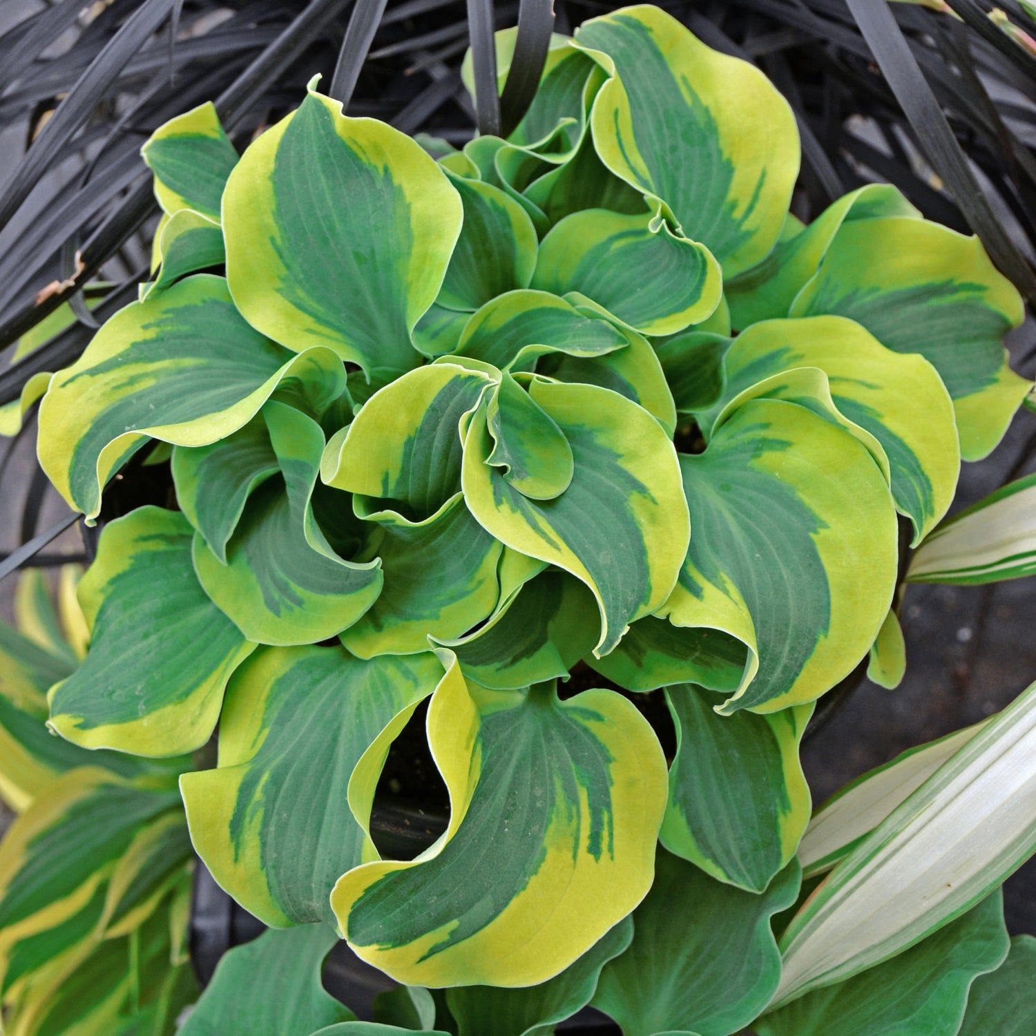 Buy Minature Hostas Online - Mini Hosta Plants Are Perfect As Border ...