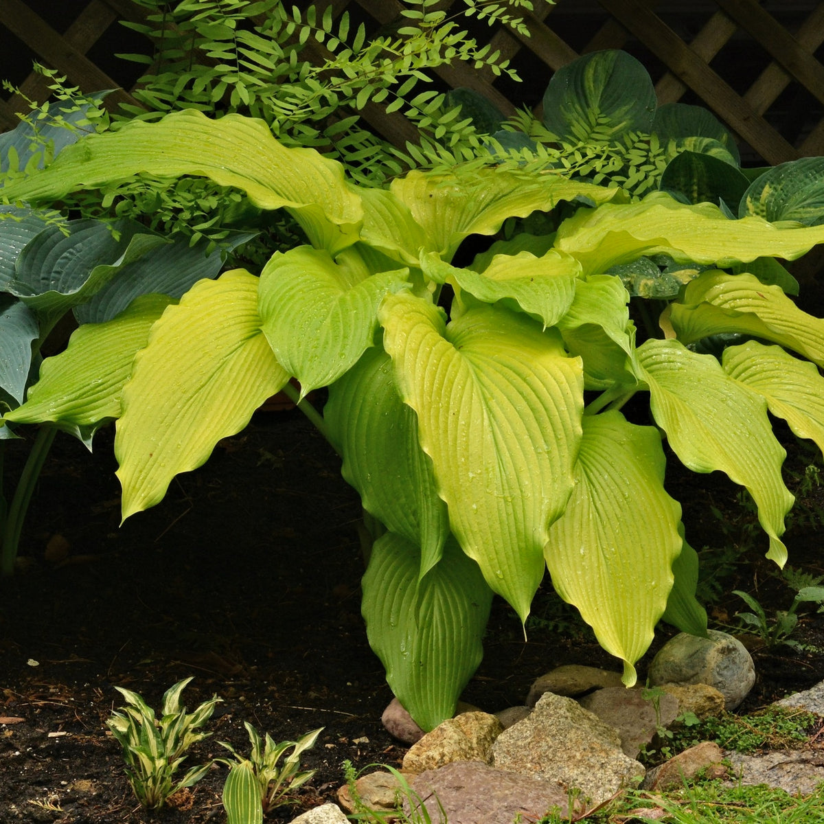 Scituate Sunrise Hosta - 4.5 Inch Container (NEW For 2021!) – NH Hostas