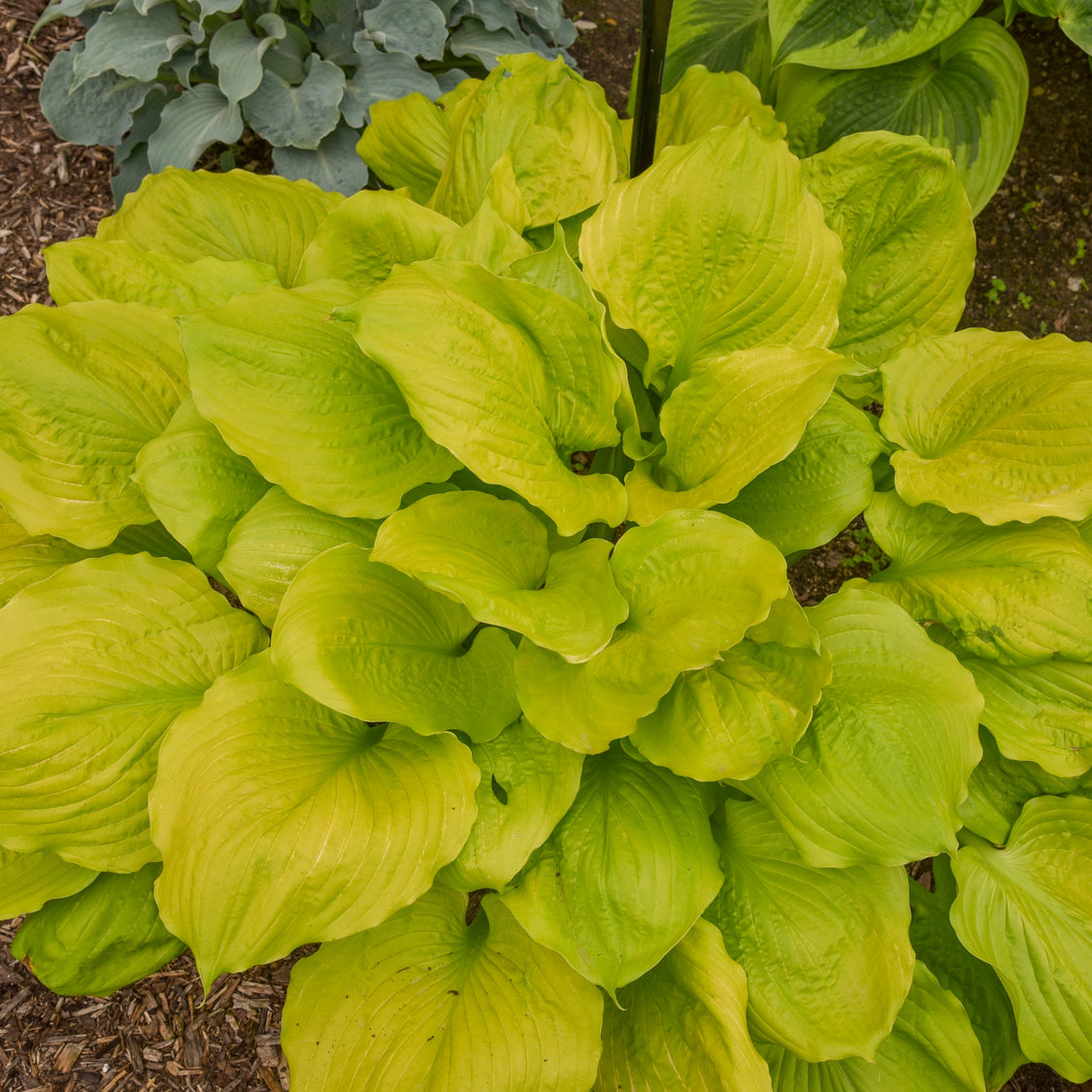 Buy Giant Hostas - Add Giant Hosta Cultivars - Big Hosta Plants Make An ...