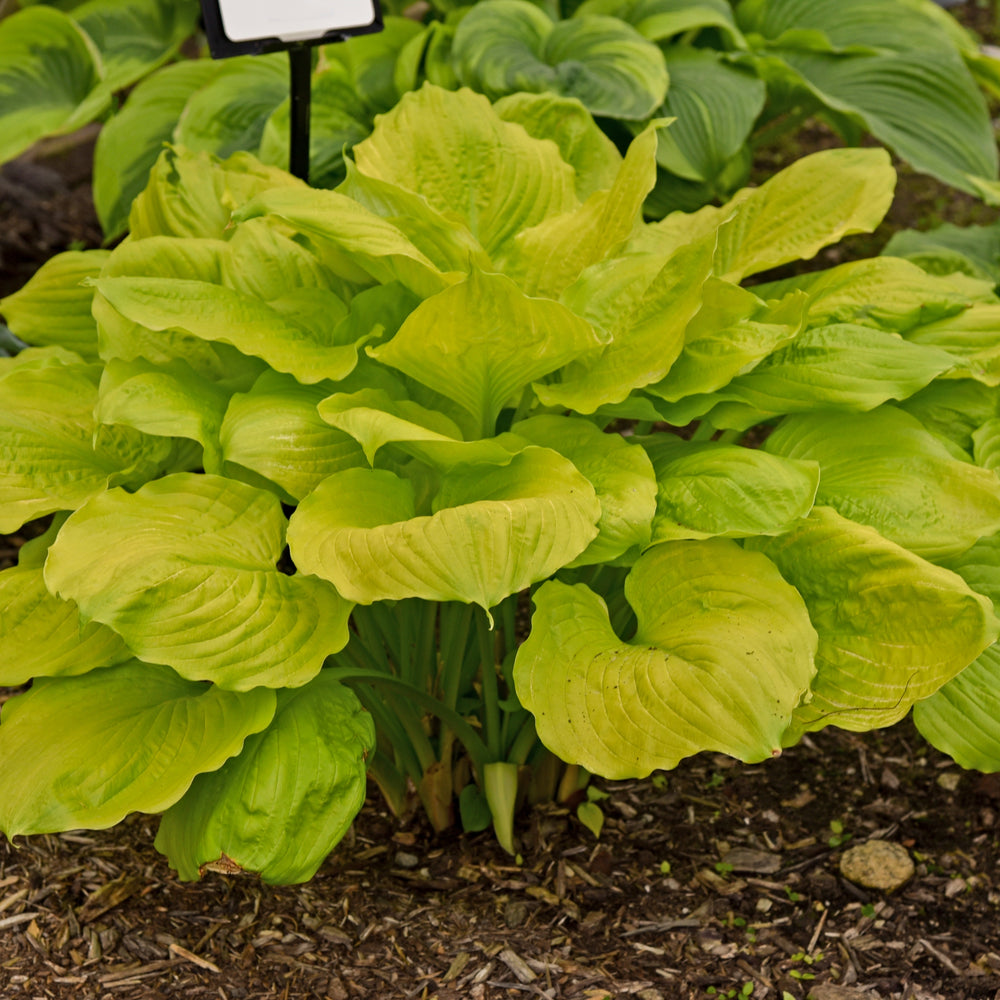 Buy Giant Hostas - Add Giant Hosta Cultivars - Big Hosta Plants Make An ...