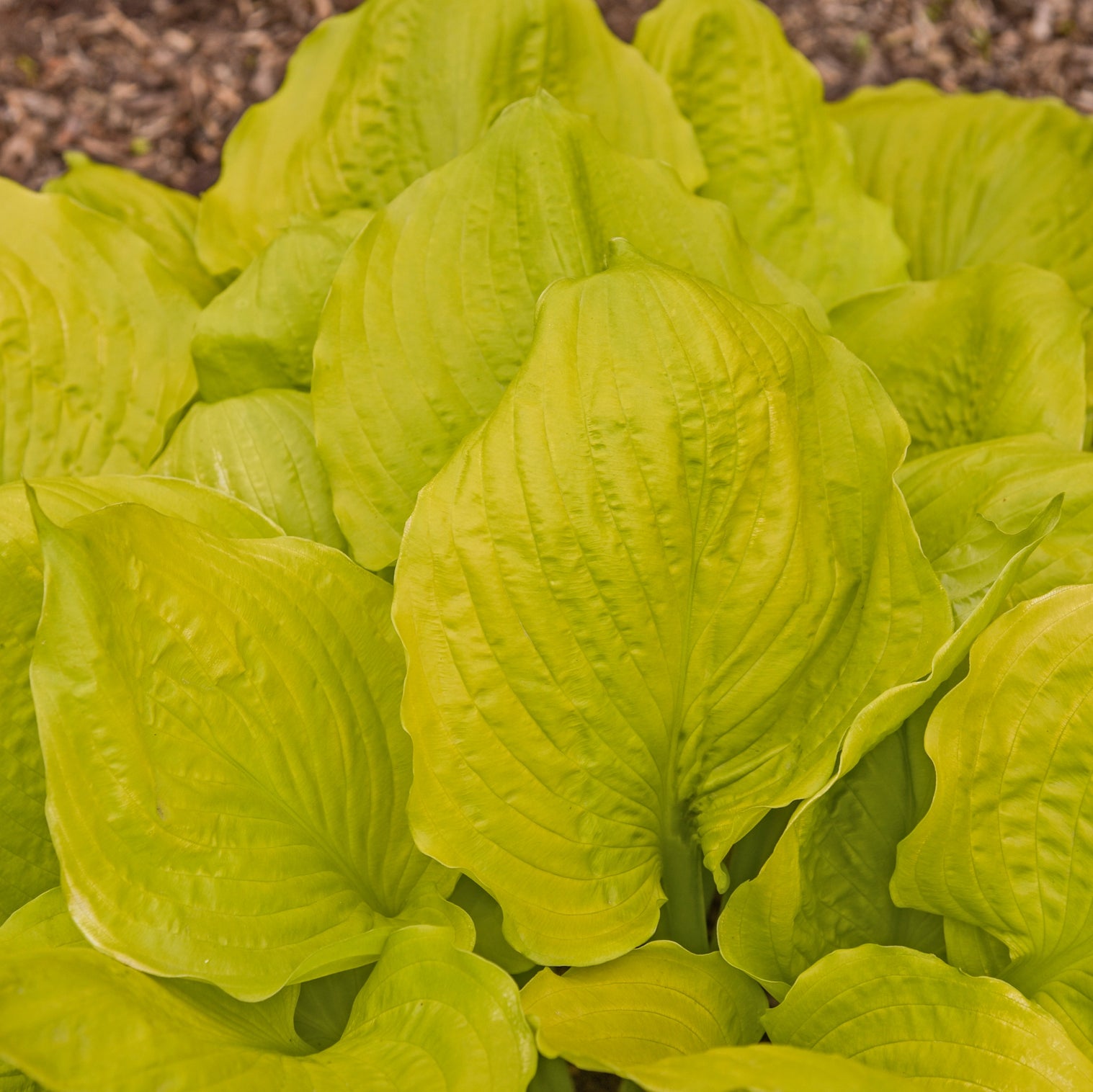 Seasons in the Sun PP34284 Hosta - Sun Tolerant Giant Gold Hosta – NH ...