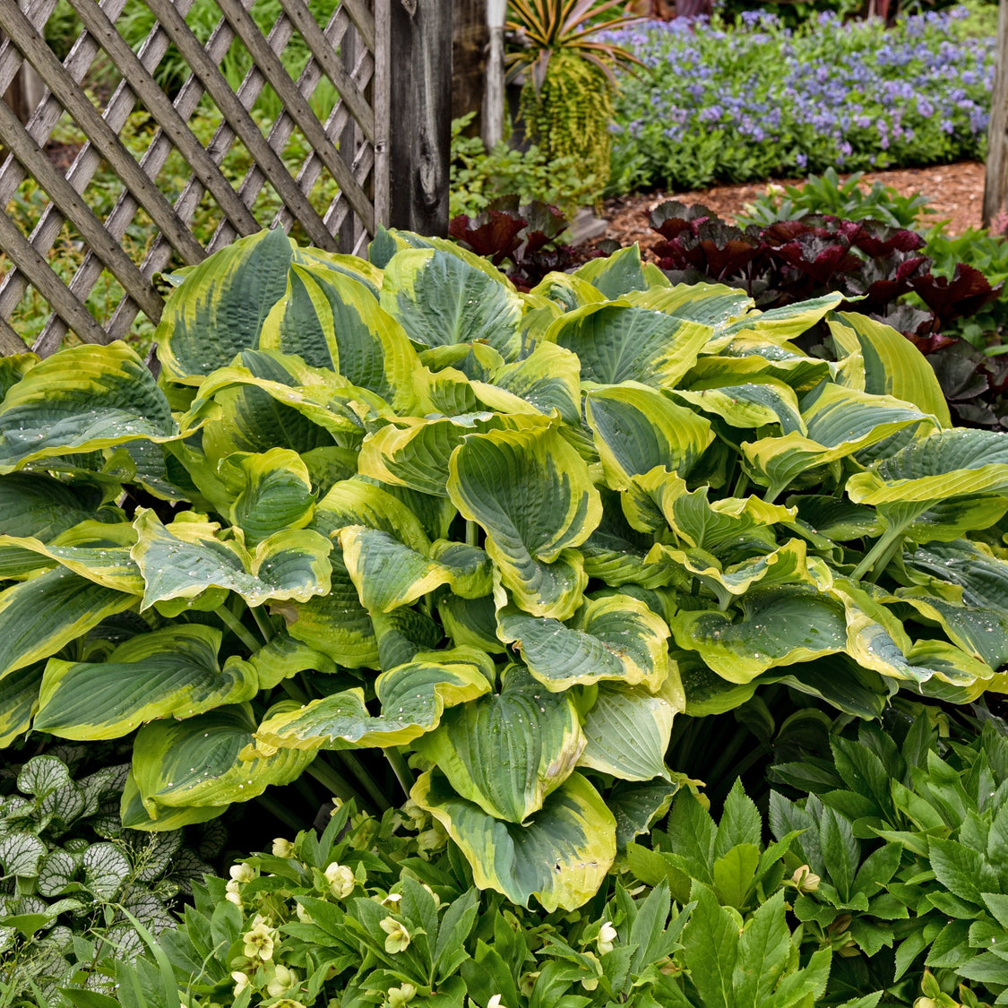 Buy Large Hosta Plants That Mature Between 23 to 29 Inches Tall – NH Hostas