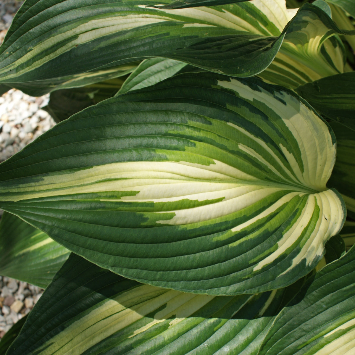 Sharp Dressed Man Hosta - Shade Perennial Slug Resistant Hosta Plant ...