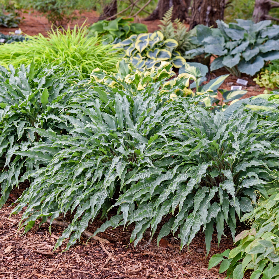 Ground Cover Hosta - Hostas For Rock Gardens Or Borders – NH Hostas