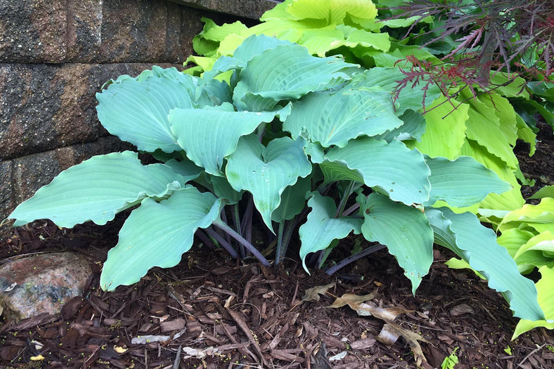 Buy Red Petiole Hostas - Unusual Hosta Plants Have Red Stems – NH Hostas