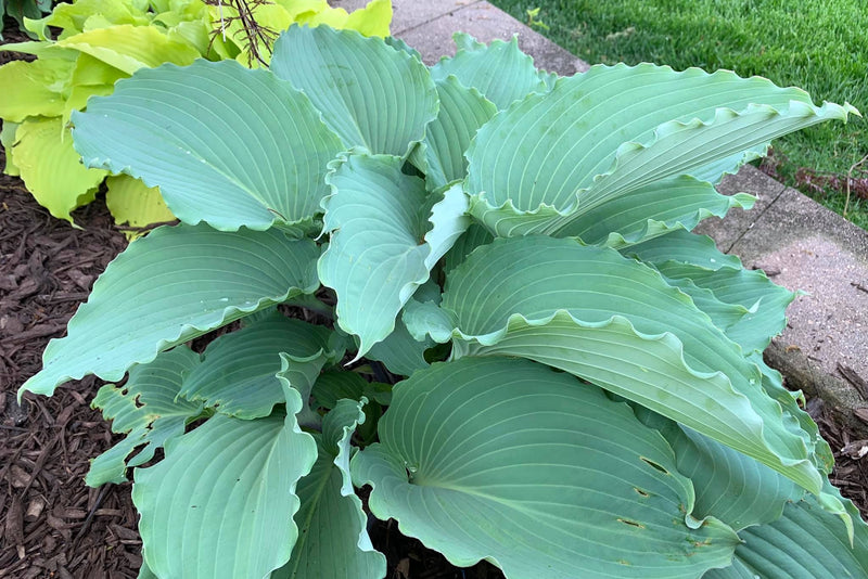 Buy Red Petiole Hostas - Unusual Hosta Plants Have Red Stems – NH Hostas