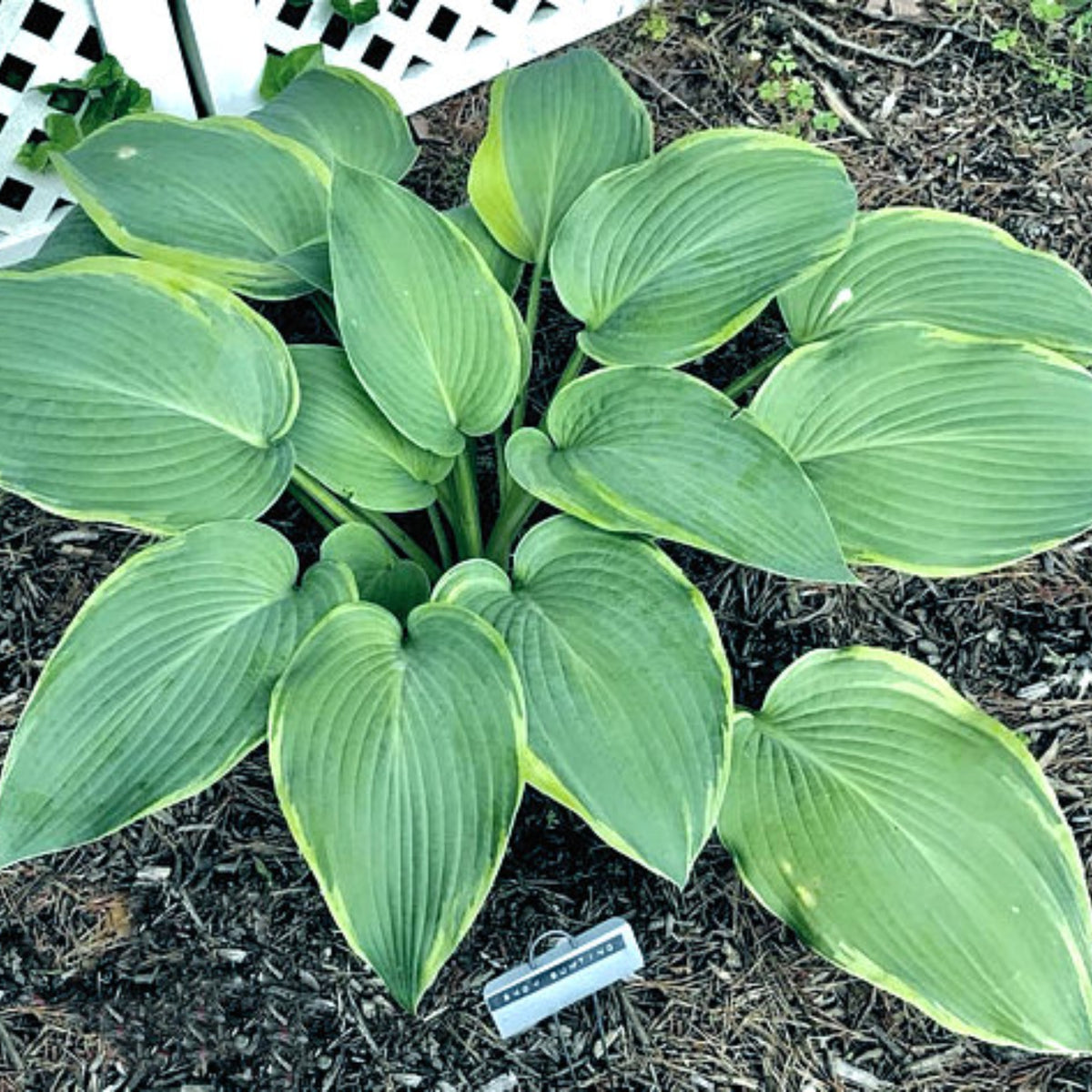Snow Bunting Hosta - 4.5 Inch Container (NEW For 2024!) – NH Hostas
