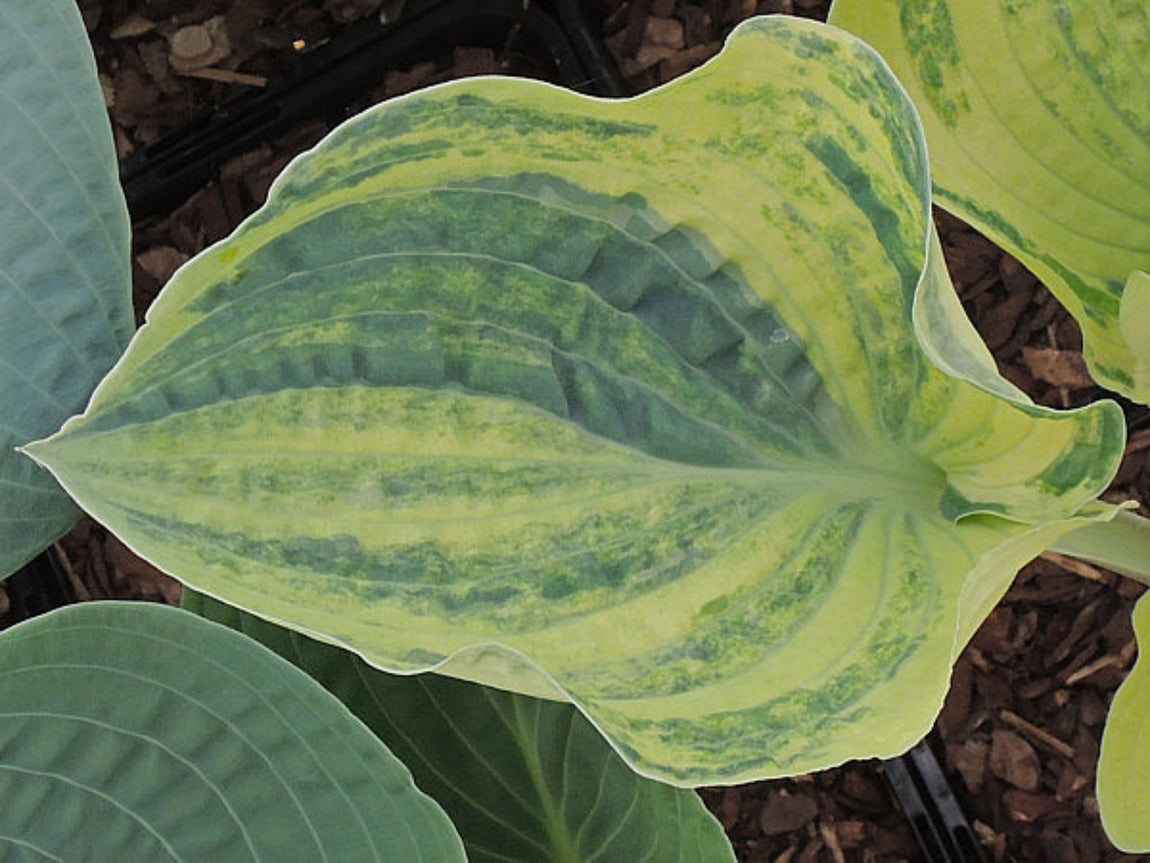 Buy Red Petiole Hostas - Unusual Hosta Plants Have Red Stems – NH Hostas