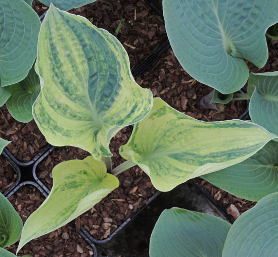 Buy Red Petiole Hostas - Unusual Hosta Plants Have Red Stems – NH Hostas