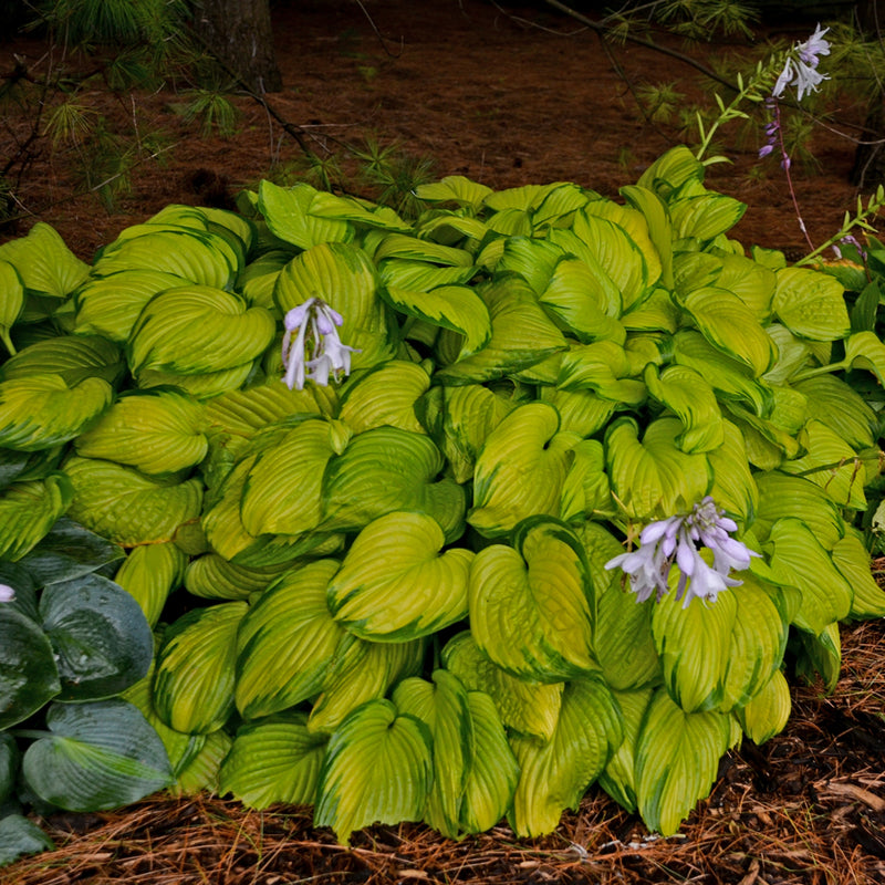 Stained Glass Hosta - Sun Tolerant Medium Fragrant Hosta Plant – NH Hostas