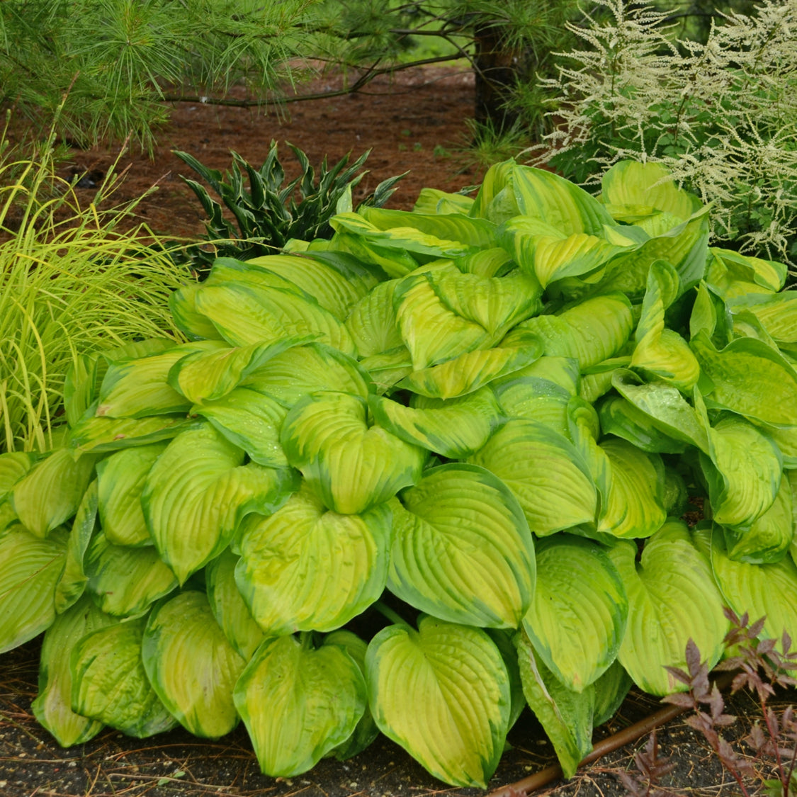 Stained Glass Hosta - Sun Tolerant Medium Fragrant Hosta Plant – NH Hostas