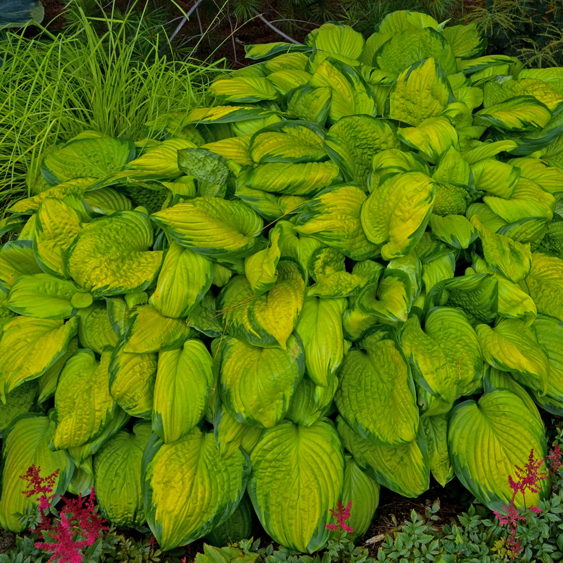 Stained Glass Hosta - Sun Tolerant Medium Fragrant Hosta Plant – NH Hostas