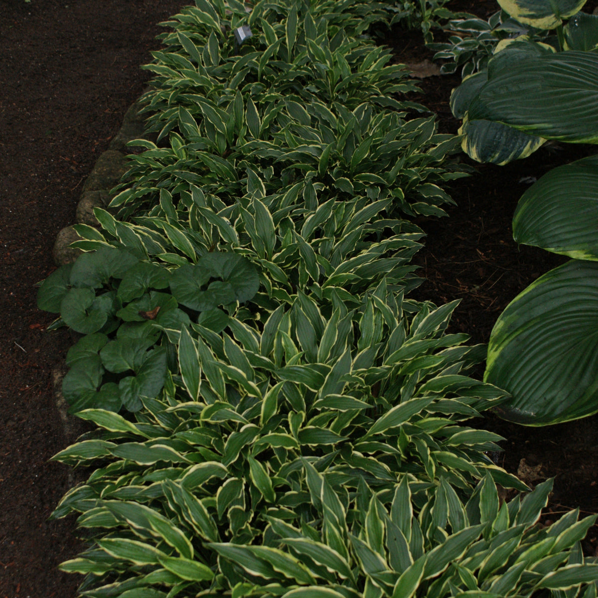 Stiletto Hosta - Shade Perennial Ground Cover Hosta Plant – NH Hostas