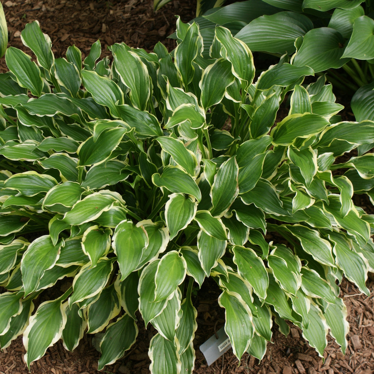 Sugar Babe Hosta - Shade Perennial Fragrant Hosta Plant – NH Hostas