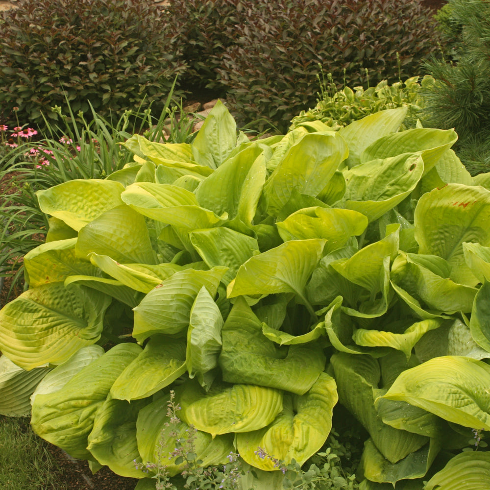 Buy Giant Hostas - Add Giant Hosta Cultivars - Big Hosta Plants Make An ...