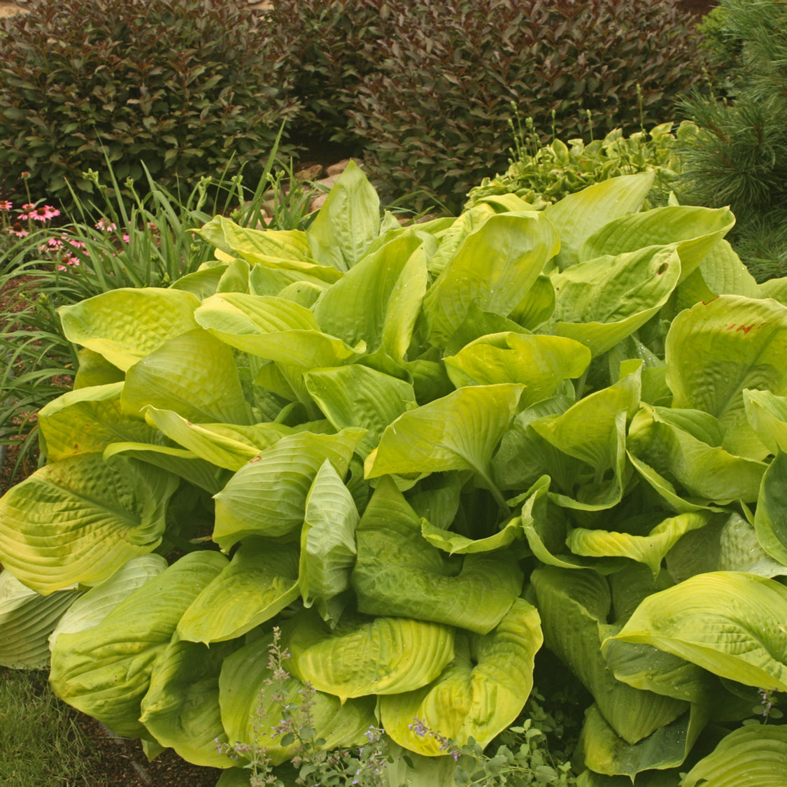 Buy Giant Hostas - Add Giant Hosta Cultivars - Big Hosta Plants Make An ...