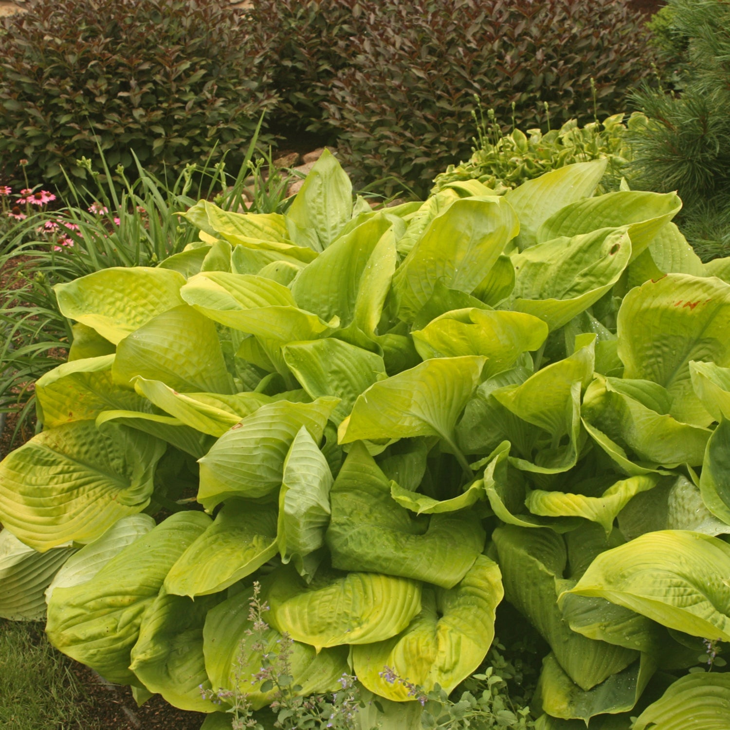 Buy Green Hostas In An Intriguing Variety Of Shades – NH Hostas
