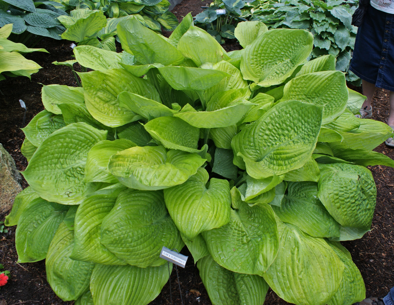 Buy Gold Hostas - Add A Drop Of Sunshine To Your Garden With A Golden ...