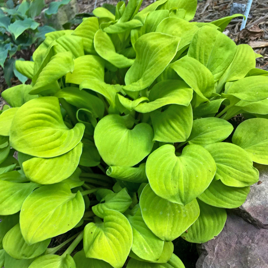 Buy Small Hosta Plants Online - 9 To 14 Inches Tall – NH Hostas