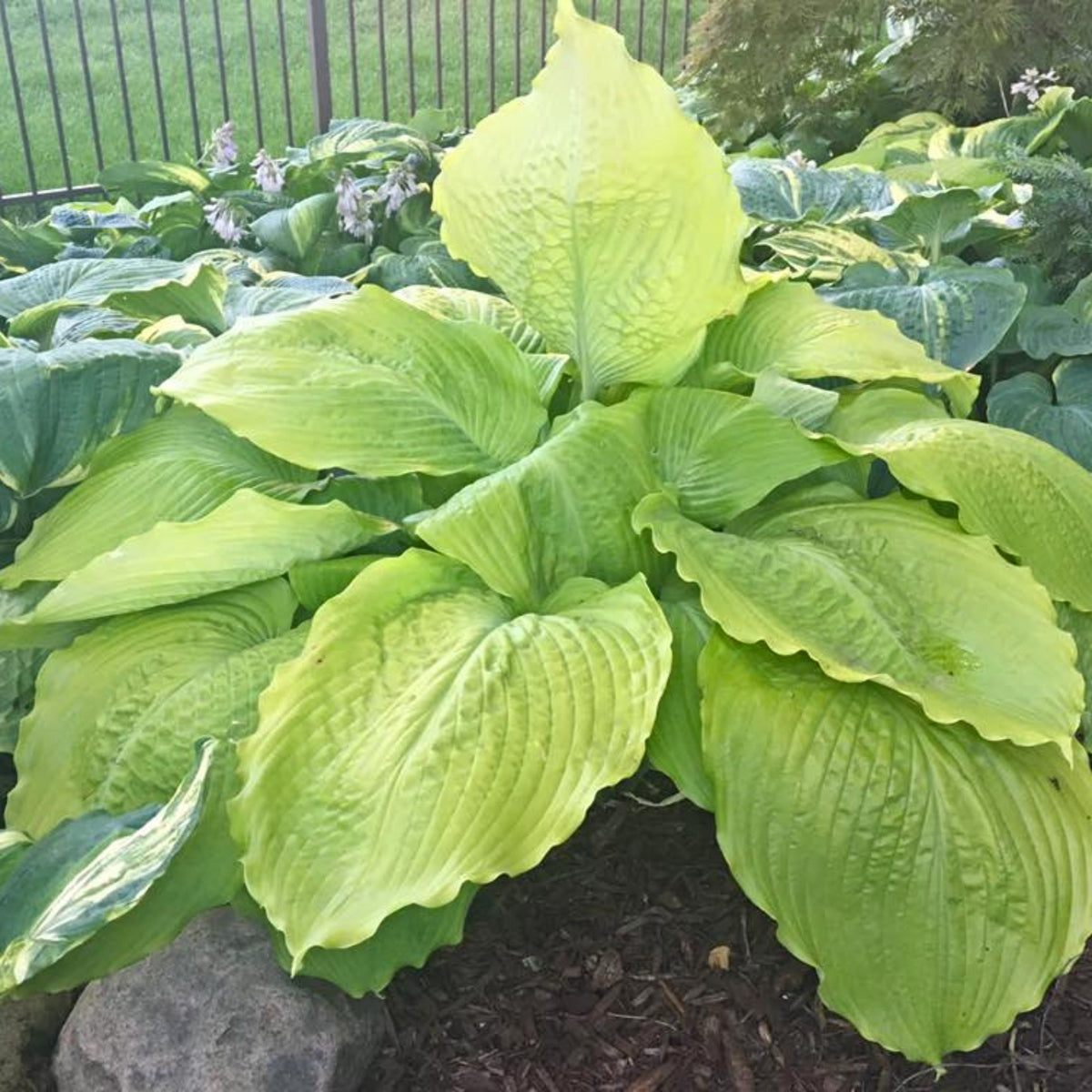 Sunflower Smiles Hosta - 4.5 Inch Container (NEW For 2024!) – NH Hostas