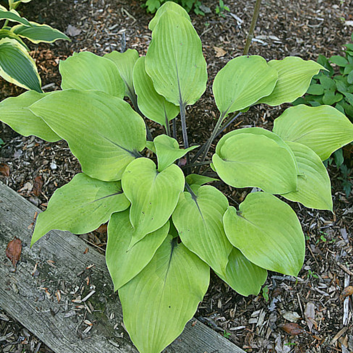 Sunny Day Hosta - 4.5 Inch Container (NEW For 2022!) – NH Hostas