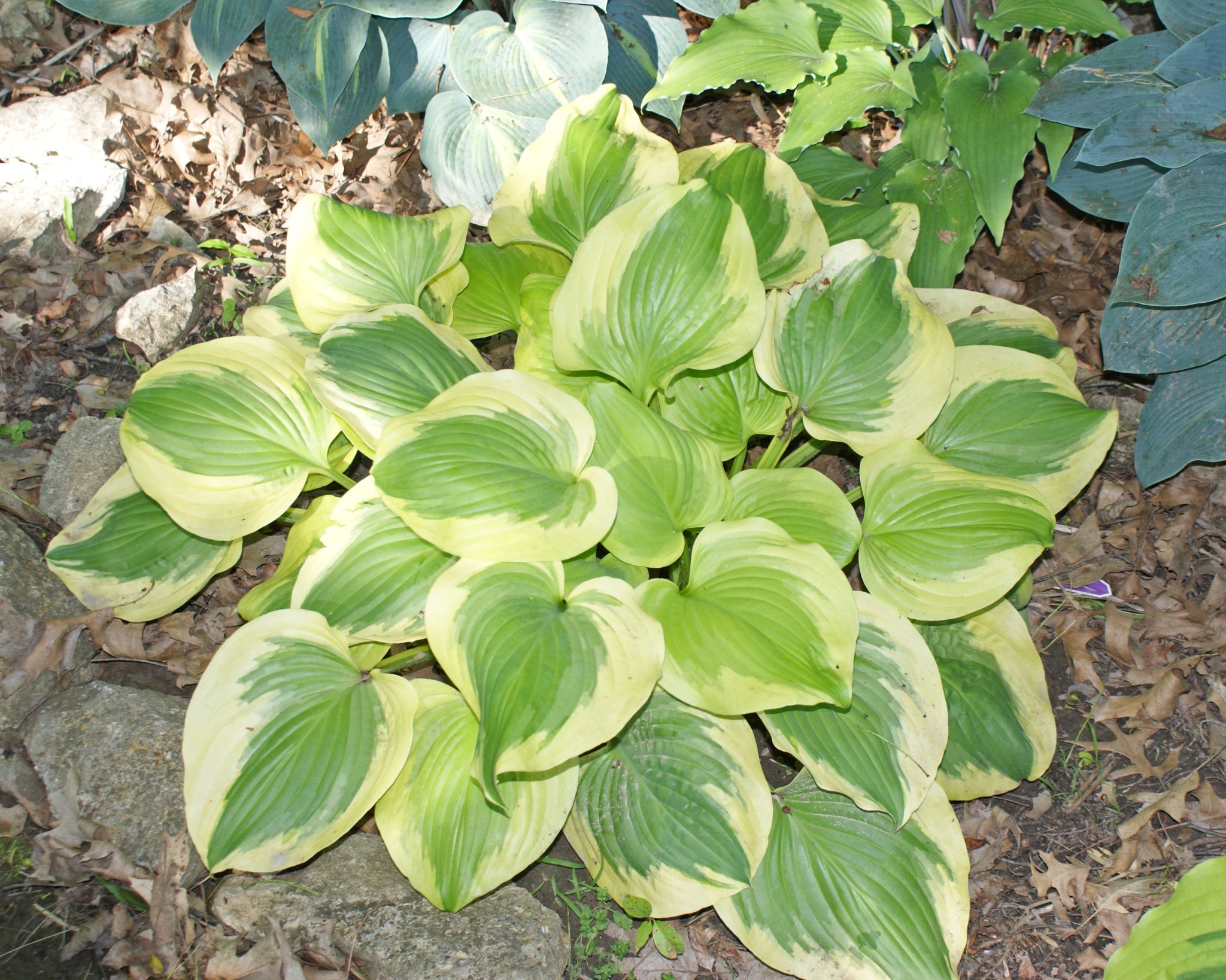 Buy Fragrant Hostas - Add Fragrance To Your Hosta Garden – NH Hostas