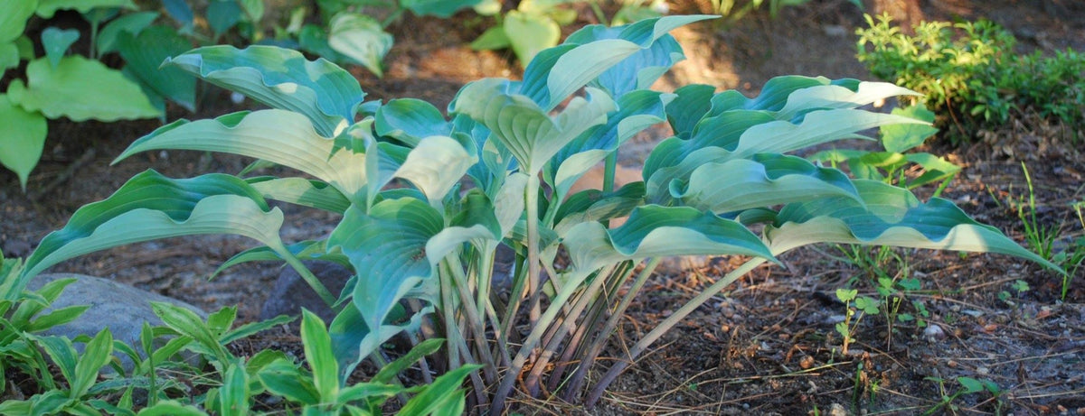 Sweet Caroline Hosta - 4.5 Inch Container (NEW For 2024!) – NH Hostas