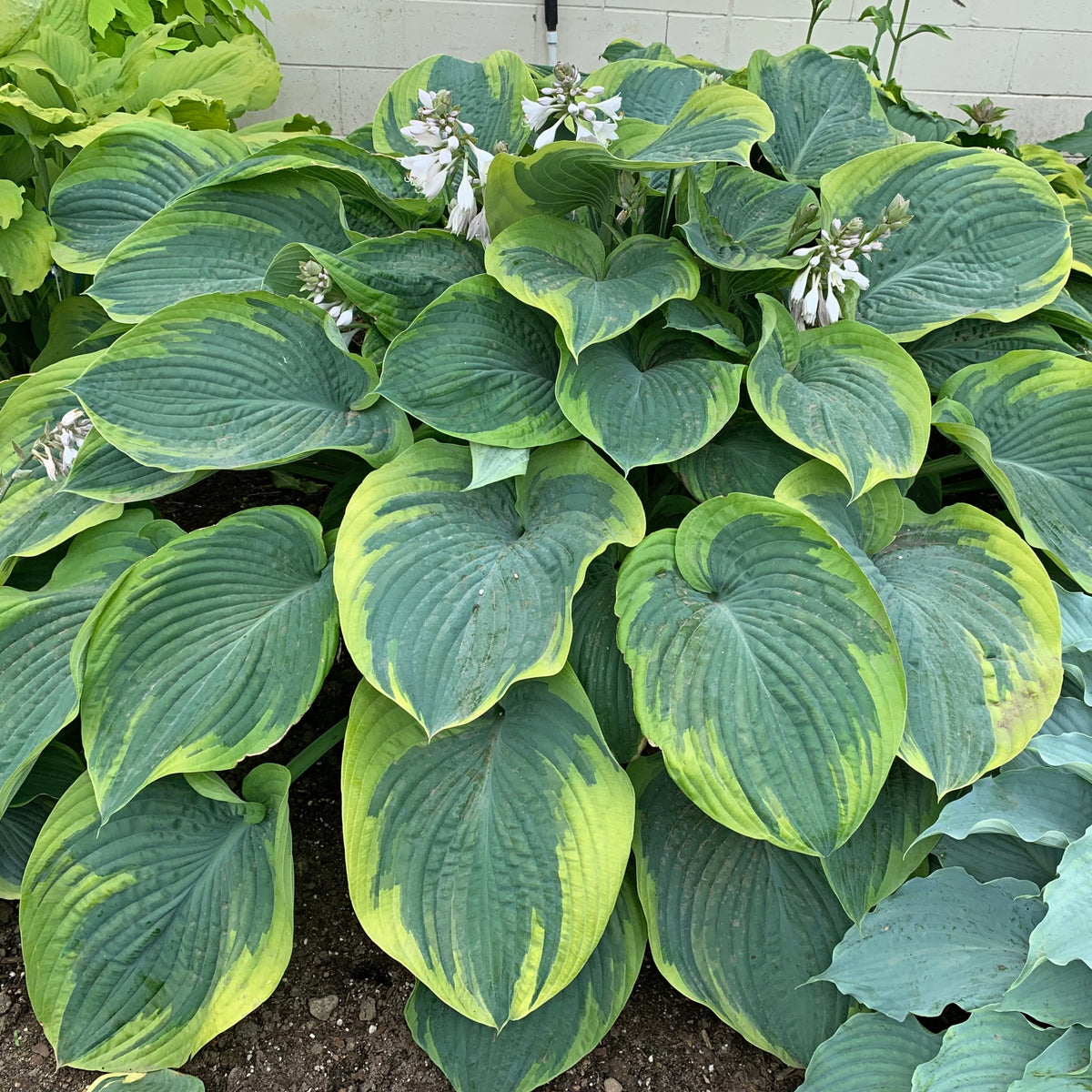 Terms of Endearment PPAF Hosta - Slug Resistant Giant Hosta – NH Hostas