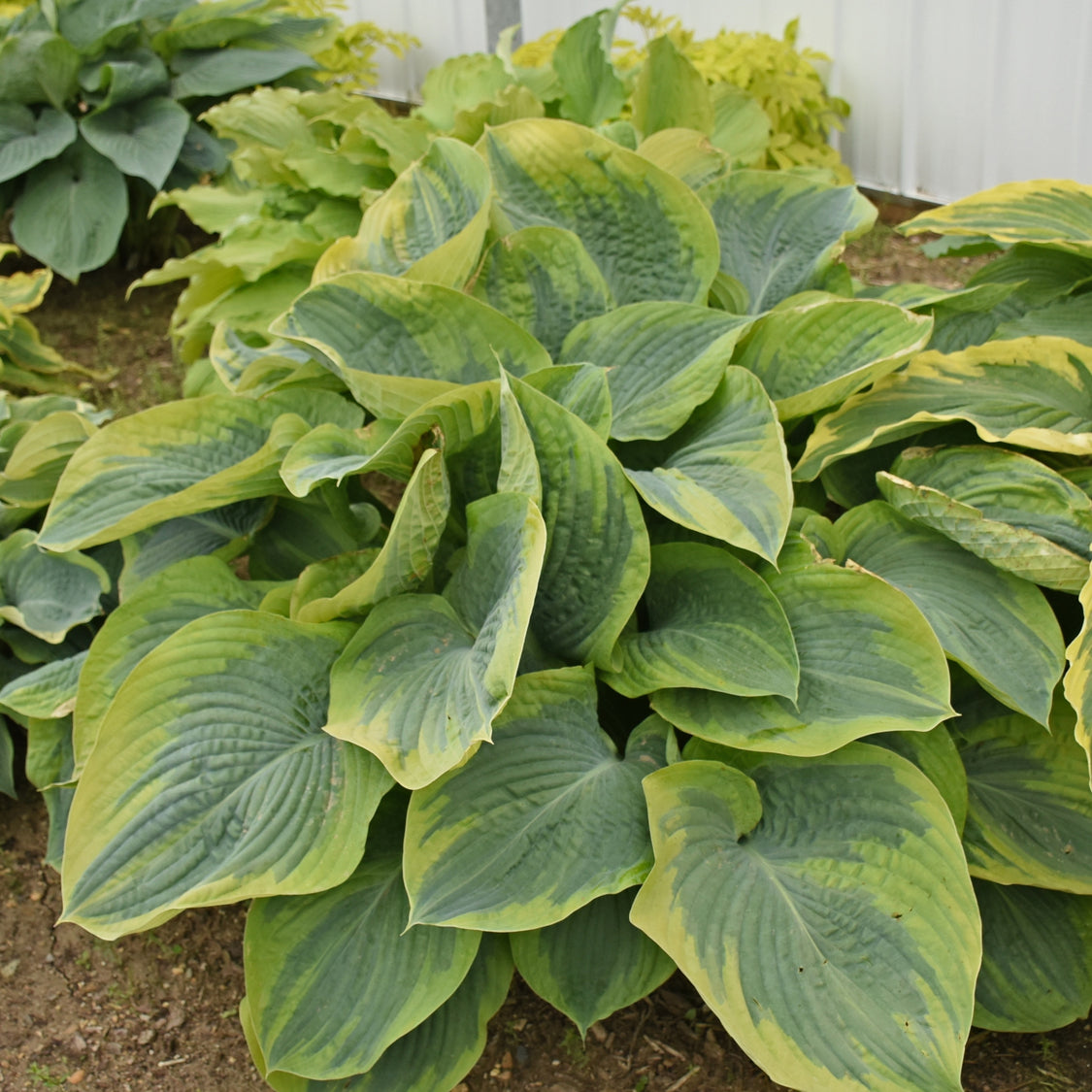 Buy Giant Hostas - Add Giant Hosta Cultivars - Big Hosta Plants Make An ...