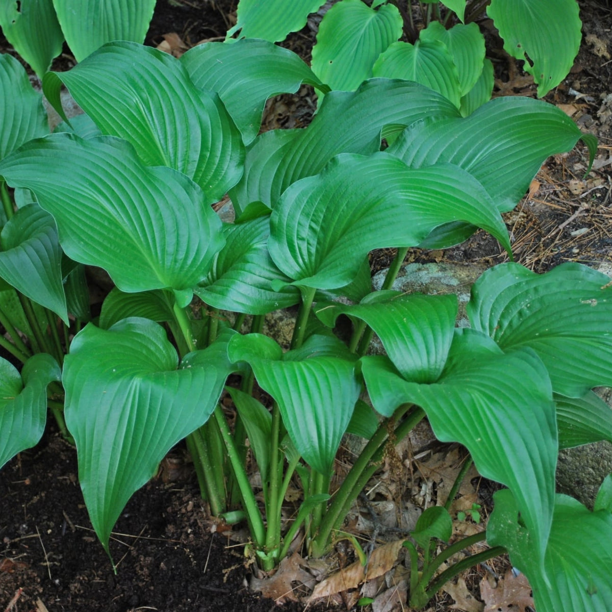 The Shire Hosta - 4.5 Inch Container (NEW For 2022!) – NH Hostas