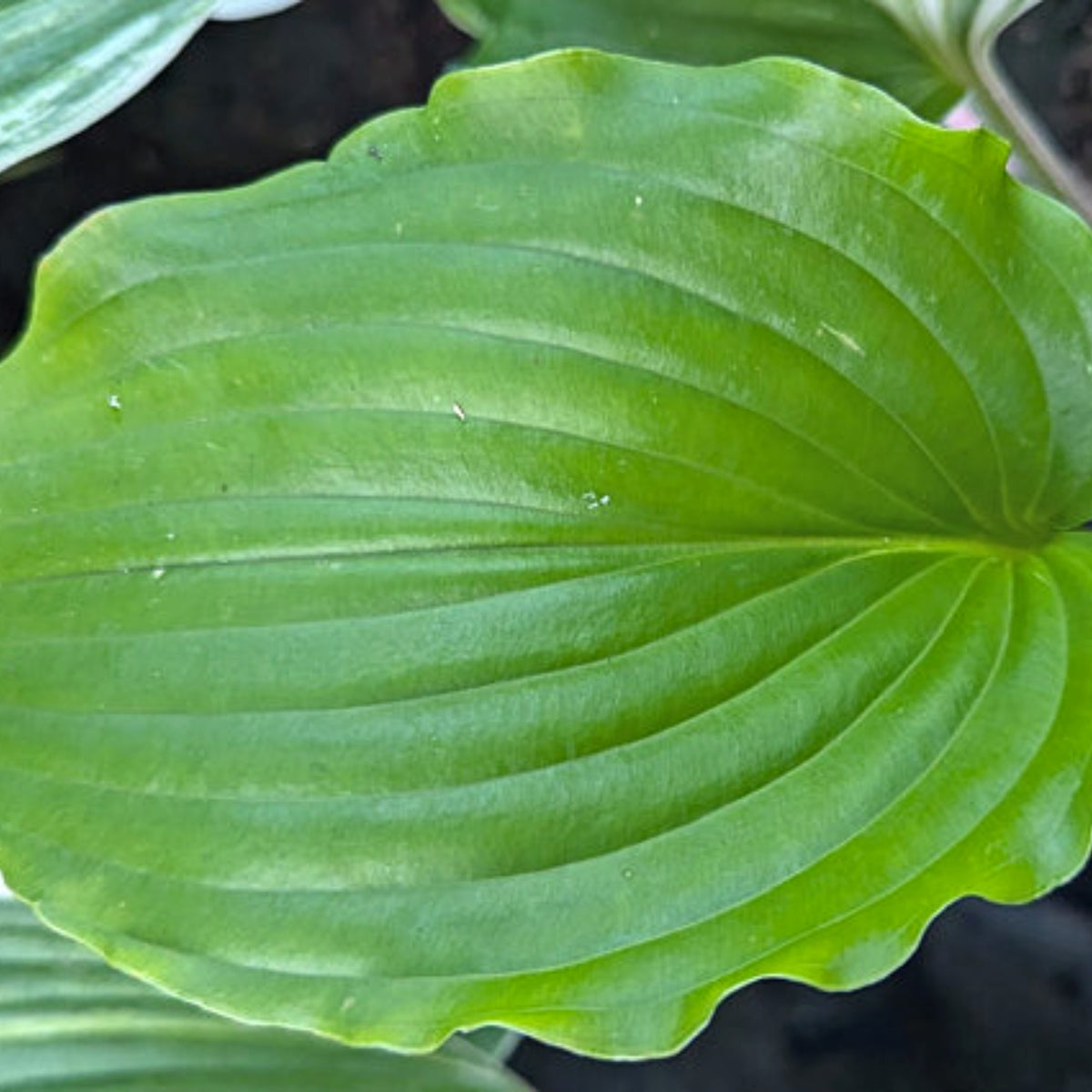 Think on Me Hosta – NH Hostas
