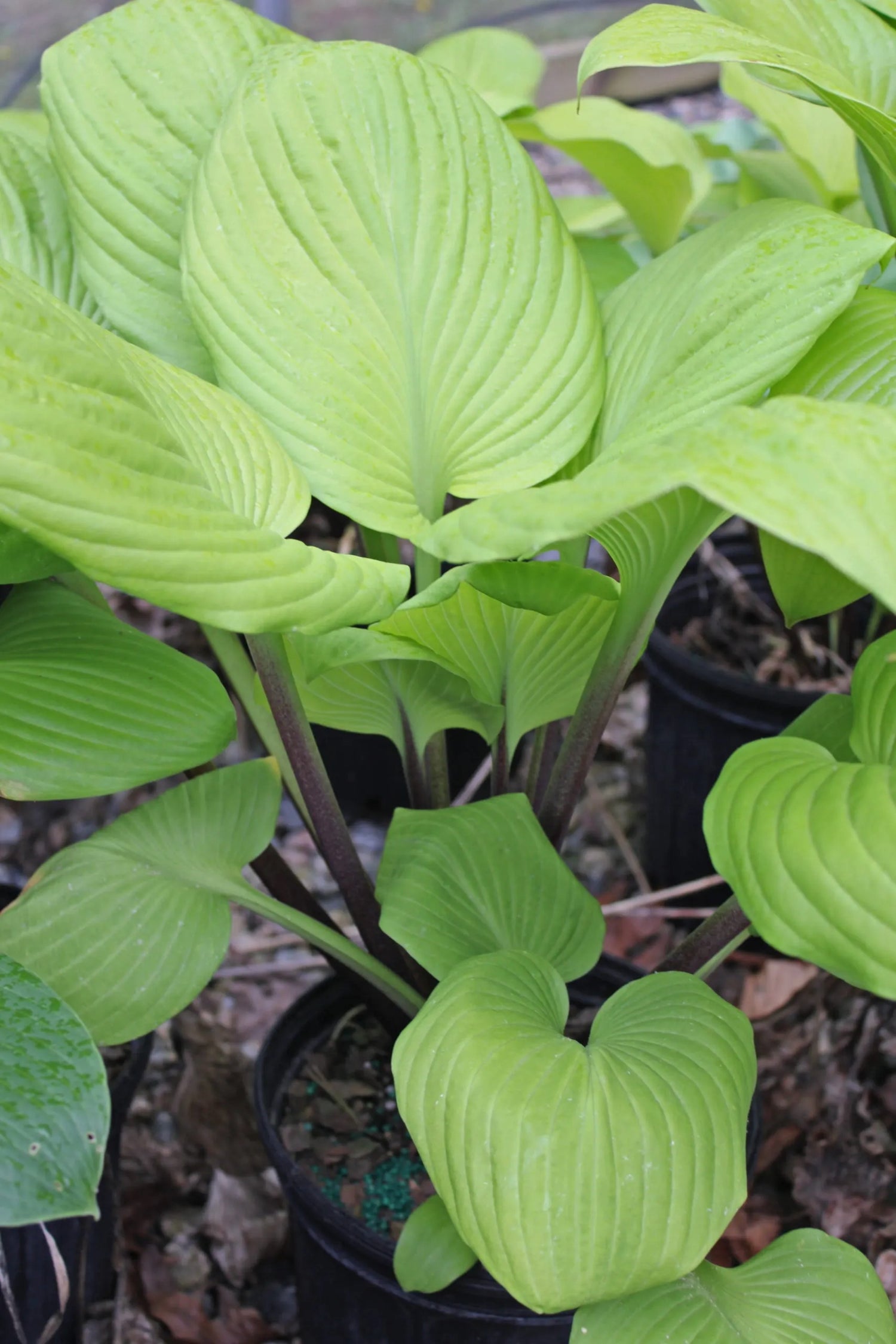 Buy Red Petiole Hostas - Unusual Hosta Plants Have Red Stems – NH Hostas