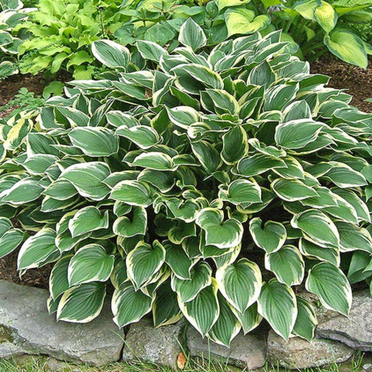 Torchlight Hosta – NH Hostas