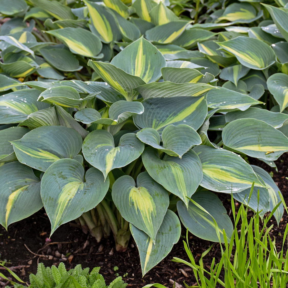 Buy Medium Hosta Plants Between 15 and 22 Inches Tall – NH Hostas