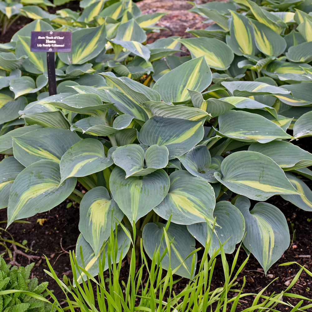 Buy Hostas Online From NH Hostas Catalog Q-Z
