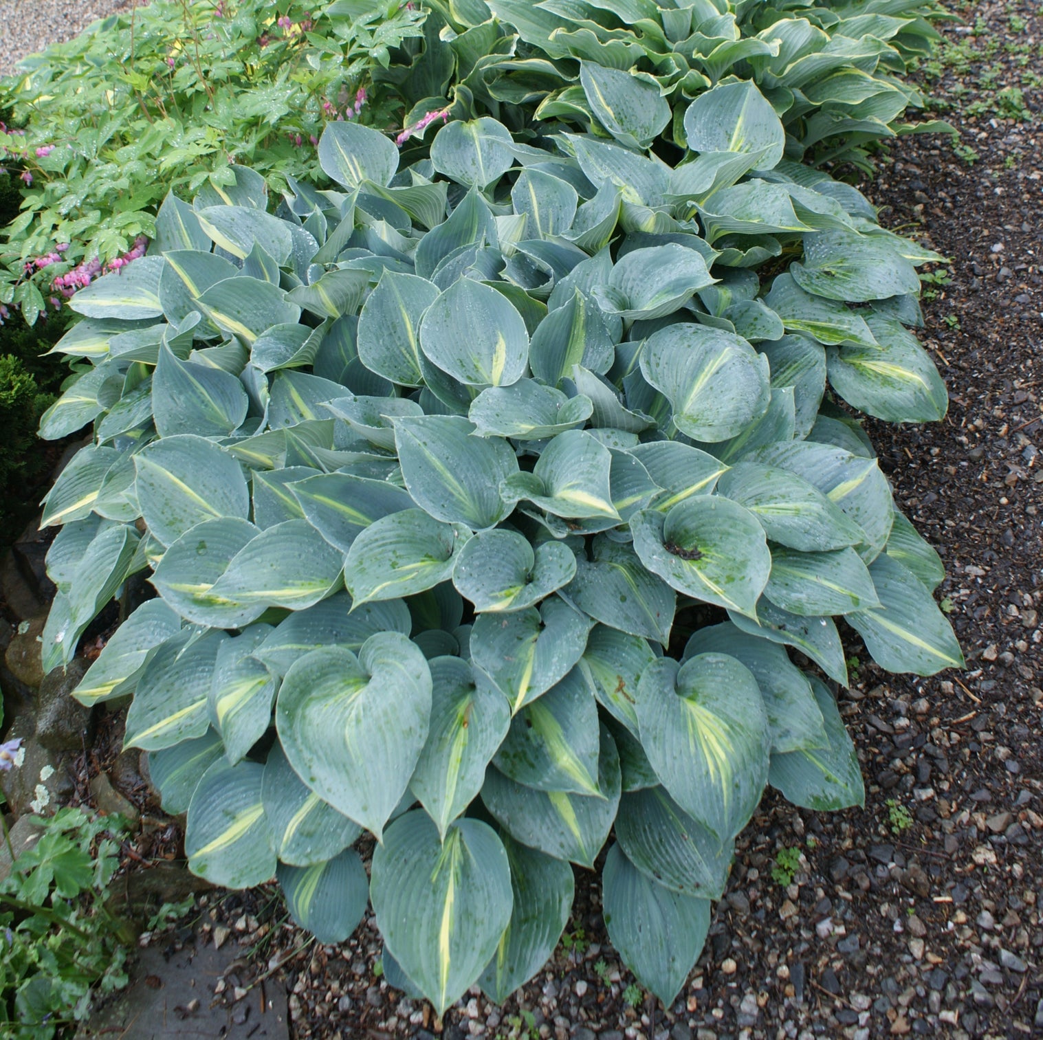 Touch of Class Hosta - Shade Perennial Slug-Resistant Hosta Plant – NH ...
