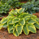 Trendsetter PP33296 Hosta - 4.5 Inch Container (NEW For 2022!) – NH Hostas