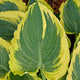 Trendsetter PP33296 Hosta - 4.5 Inch Container (NEW For 2022!) – NH Hostas