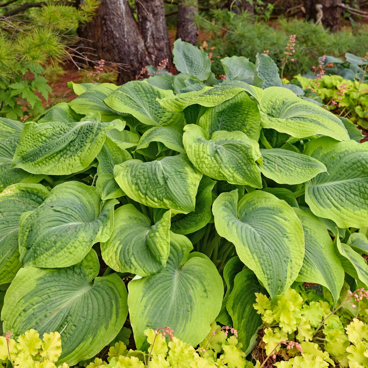 Twin Cities Hosta - 4.5 Inch Container (NEW For 2021!) – NH Hostas
