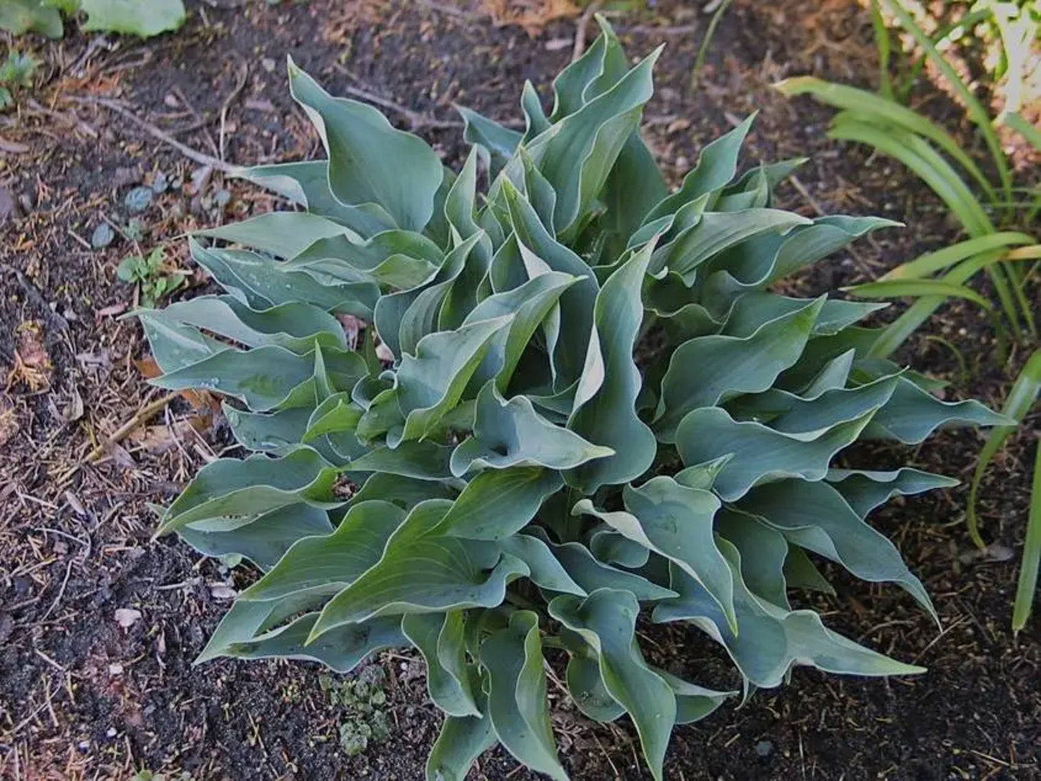 Twinkle Little Star Hosta – NH Hostas