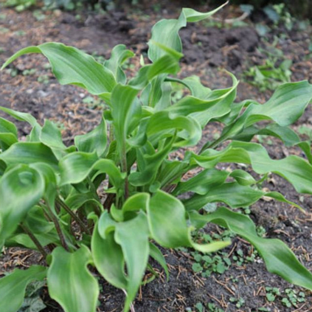 Twists and Turns Hosta - 3 Inch Container (NEW For 2025!) – NH Hostas