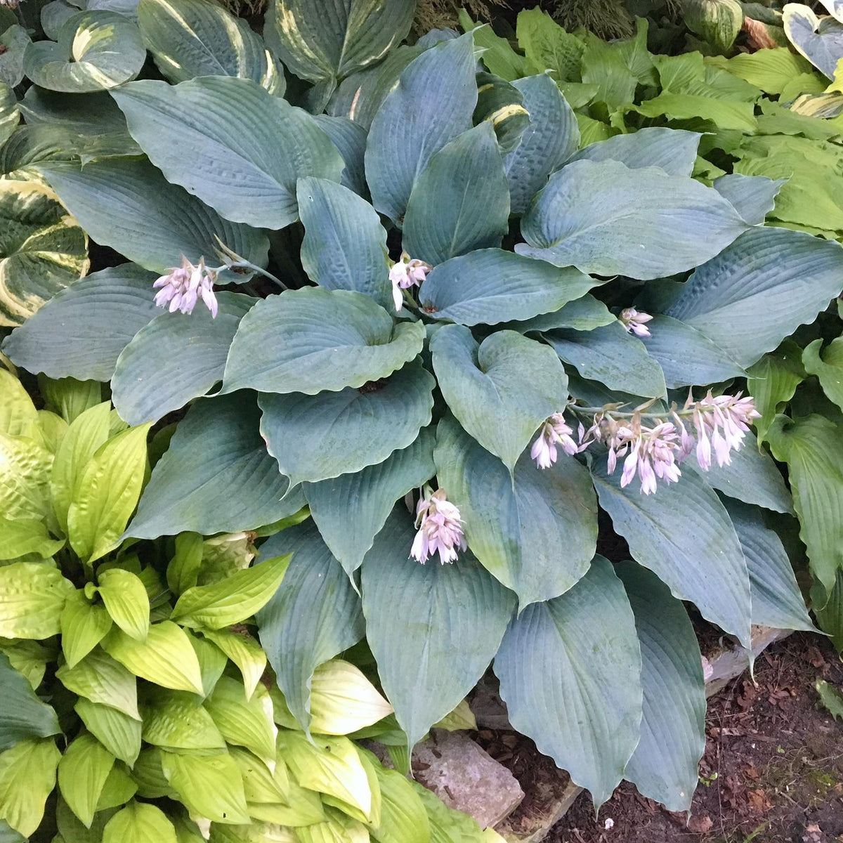 Valyrian Steel Hosta - 4.5 Inch Container (NEW For 2023!) – NH Hostas
