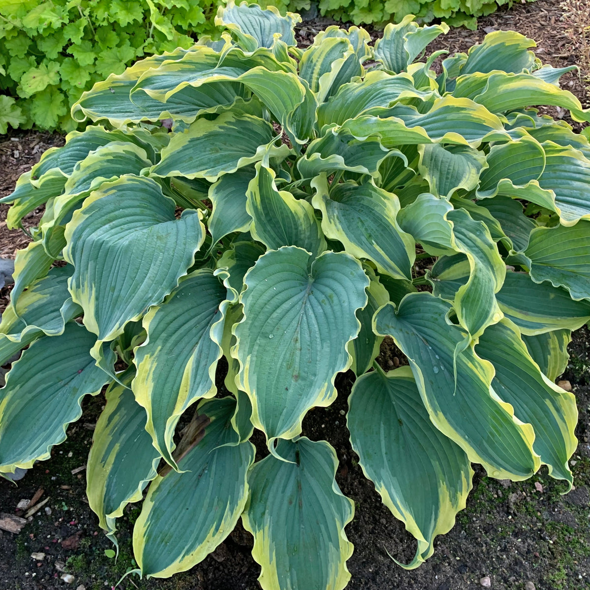 Voices in the Wind Hosta PP33265 - Medium Blue-Green Hosta Slug ...