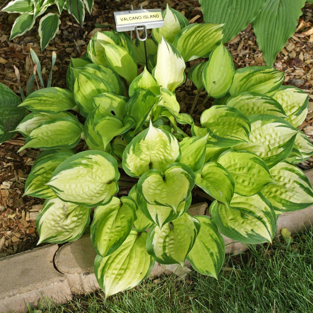 Volcano Island PP24008 Hosta – NH Hostas